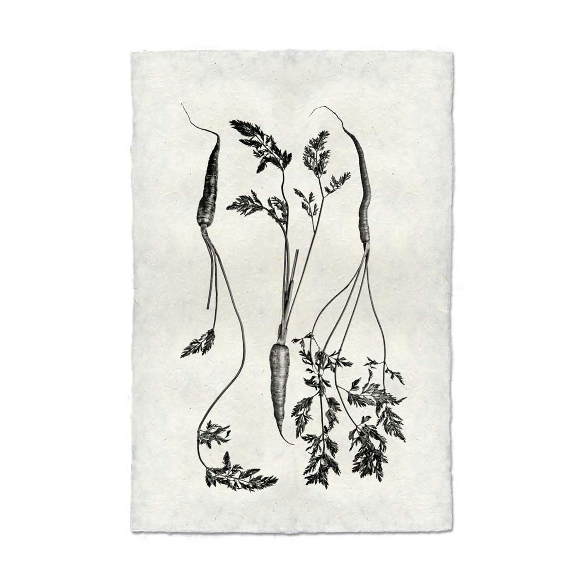 Barloga: Three Carrots 20x30 Photographic Print on Hand-made - Etsy