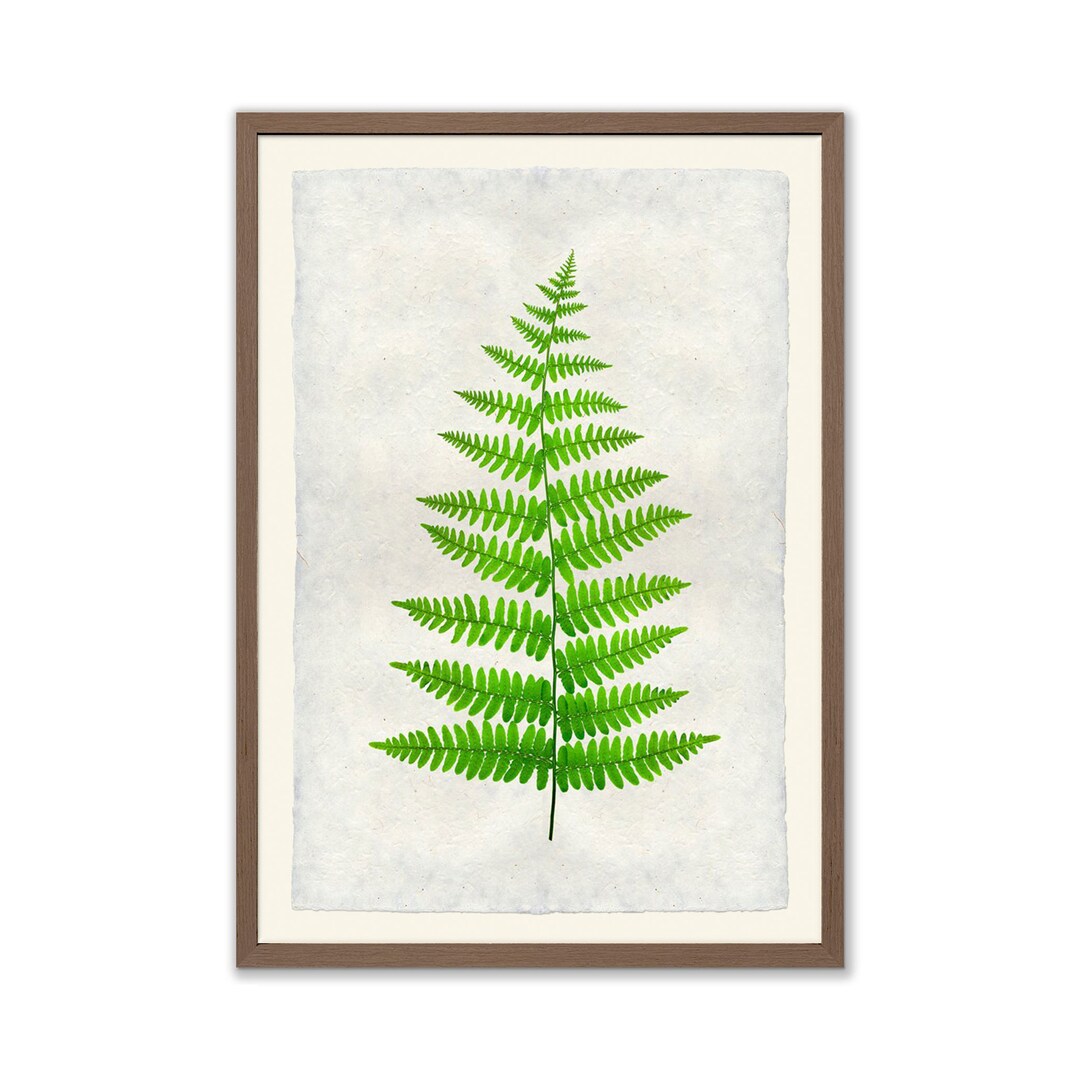 Barloga: Fern (study #11) 20x30 Photographic Print on Hand-made Paper ...