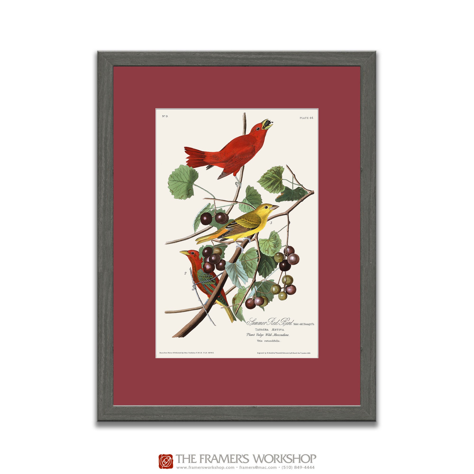 Summer Red Bird Plate 44 JJ Audubon Please read full | Etsy