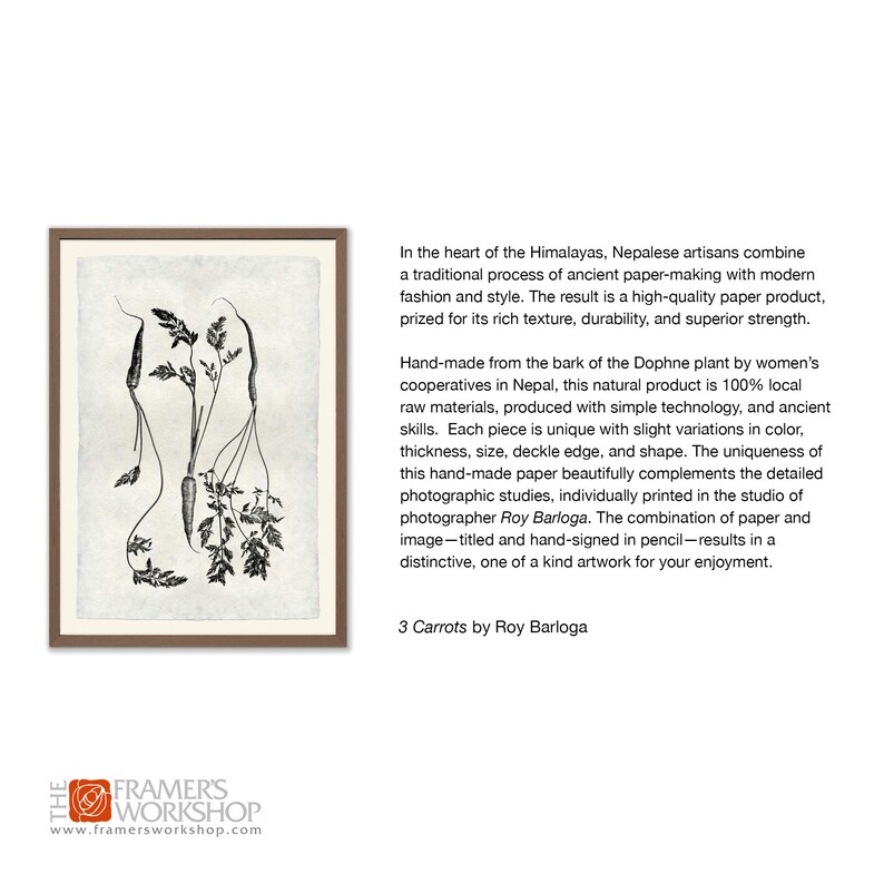 Barloga: Three Carrots 20x30 Photographic Print on Hand-made - Etsy