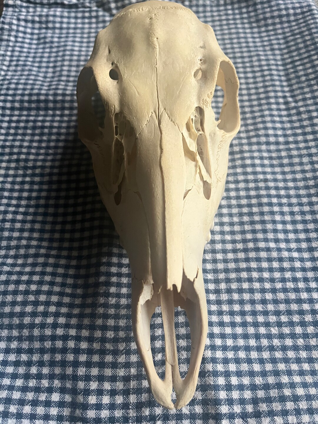 Real Deer Skull Oddities Clean - Etsy