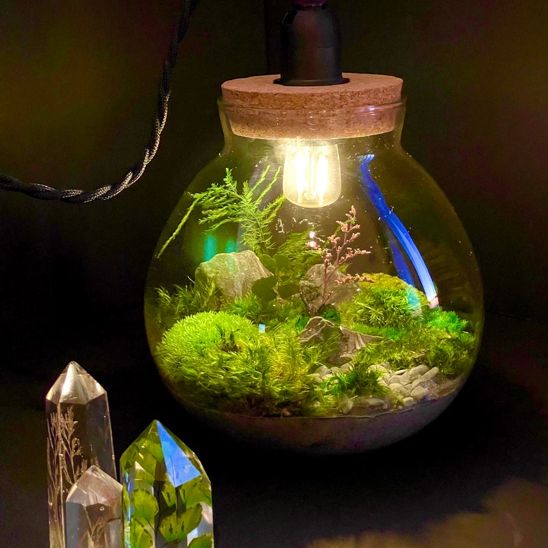 Terrarium Lamp - Etsy