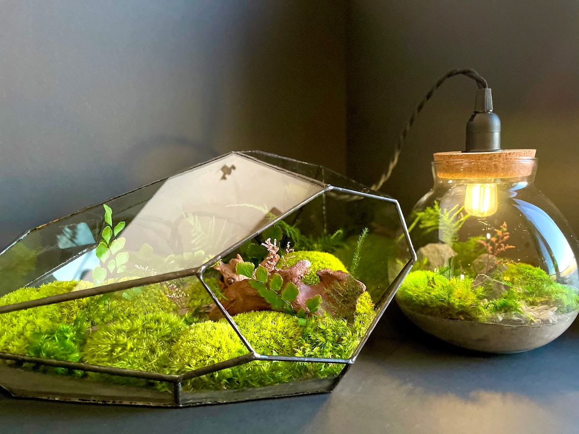 Moss Terrarium Zen Garden with Preserved Moss so not live | Etsy