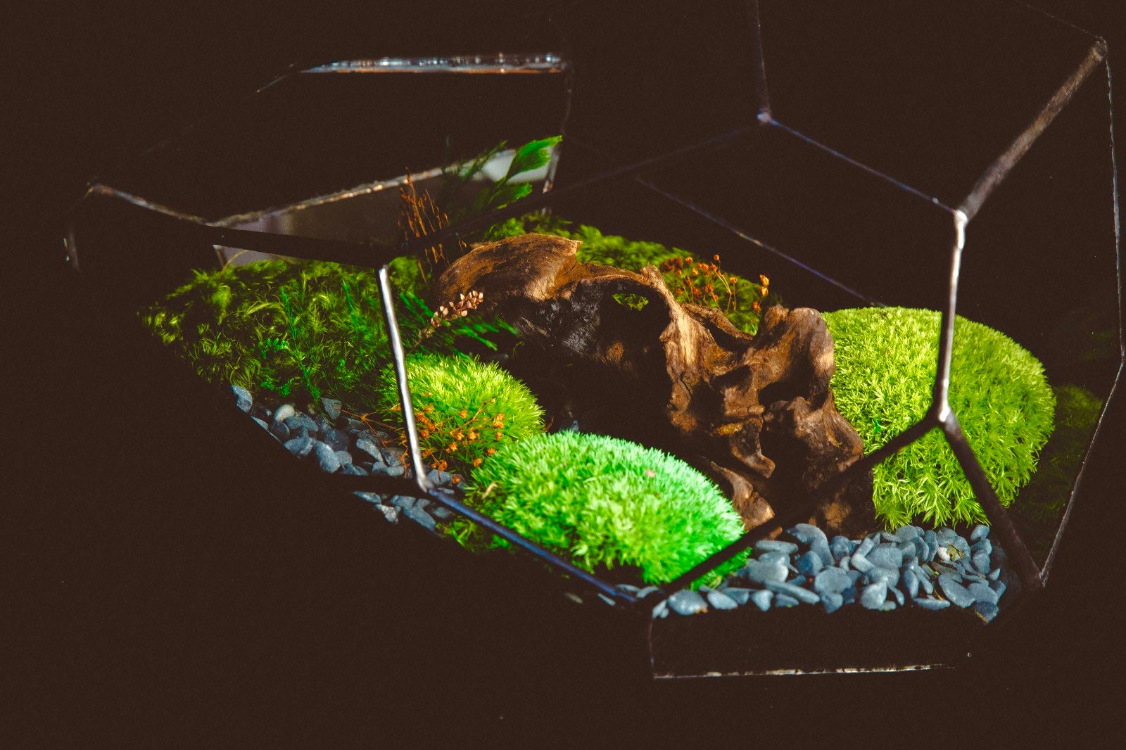 Moss Terrarium Zen Garden with Preserved Moss so not live | Etsy