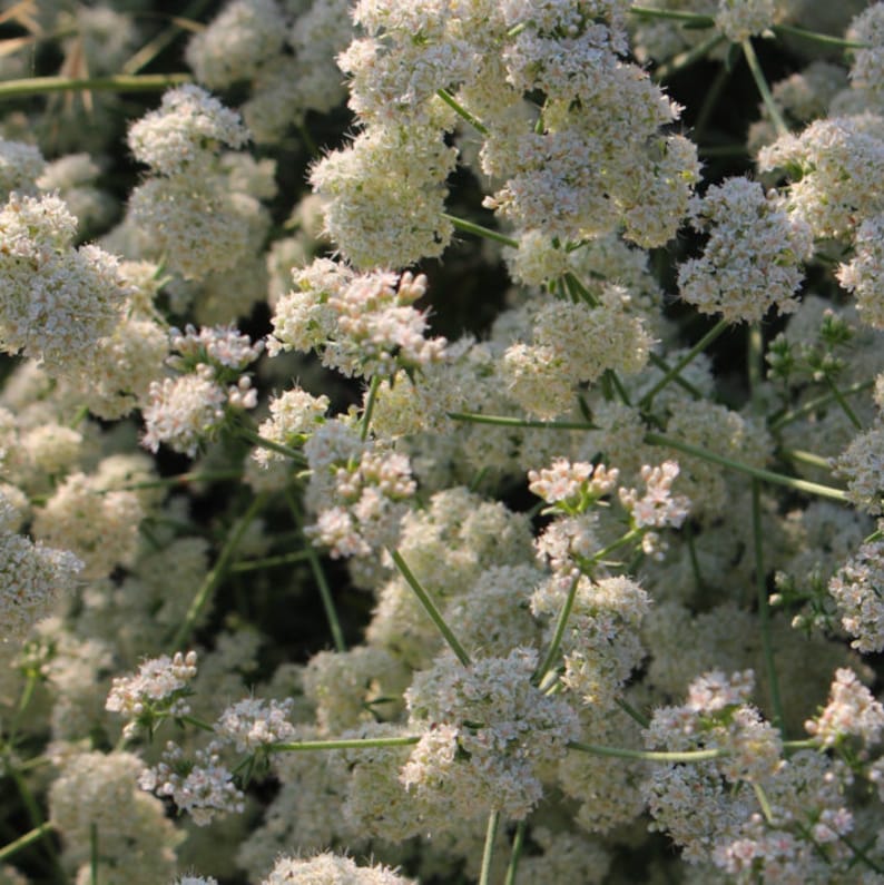 Giant Buckwheat Seeds, California Native Seeds - Etsy