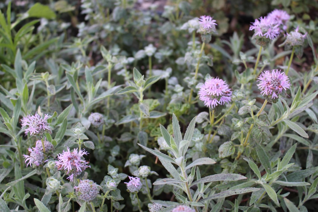 Coyote Mint Seeds (monardella Villosa) - Etsy