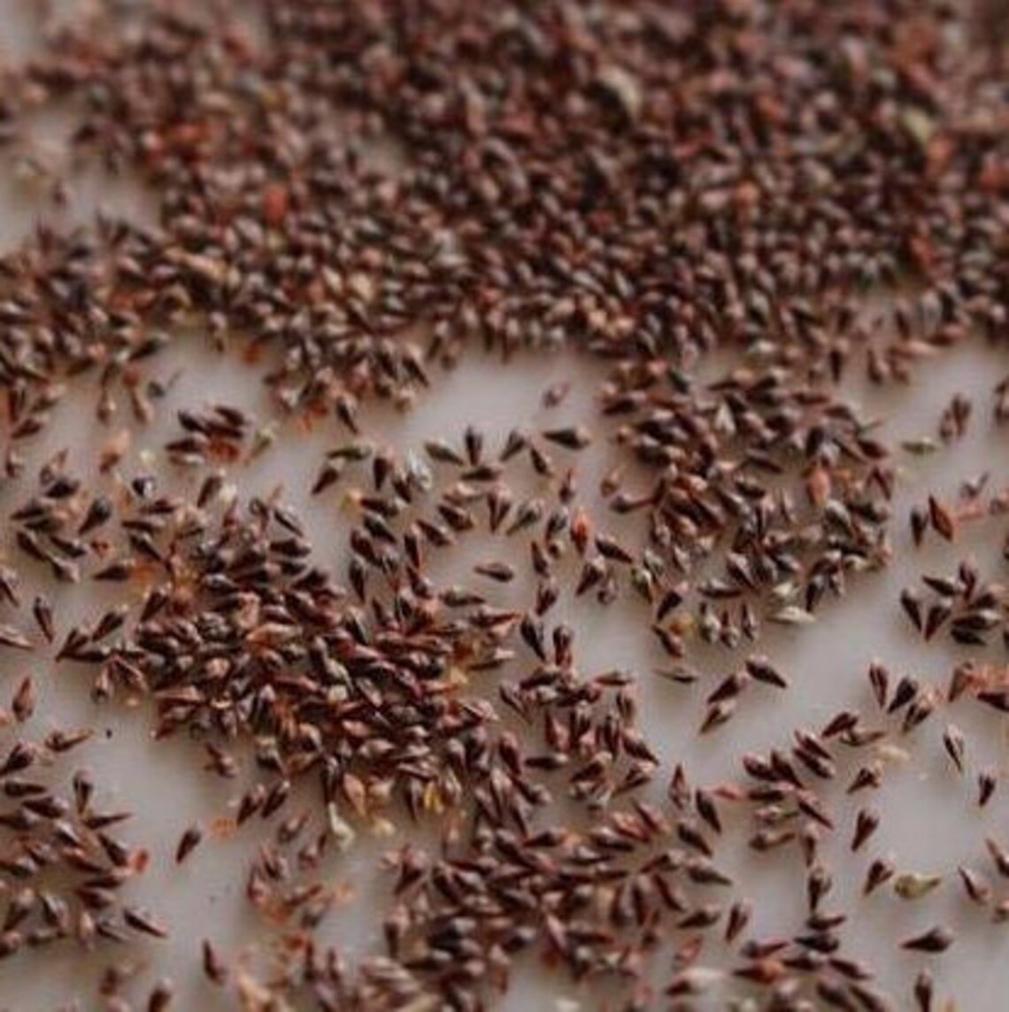 Giant Buckwheat Seeds California Native Seeds - Etsy