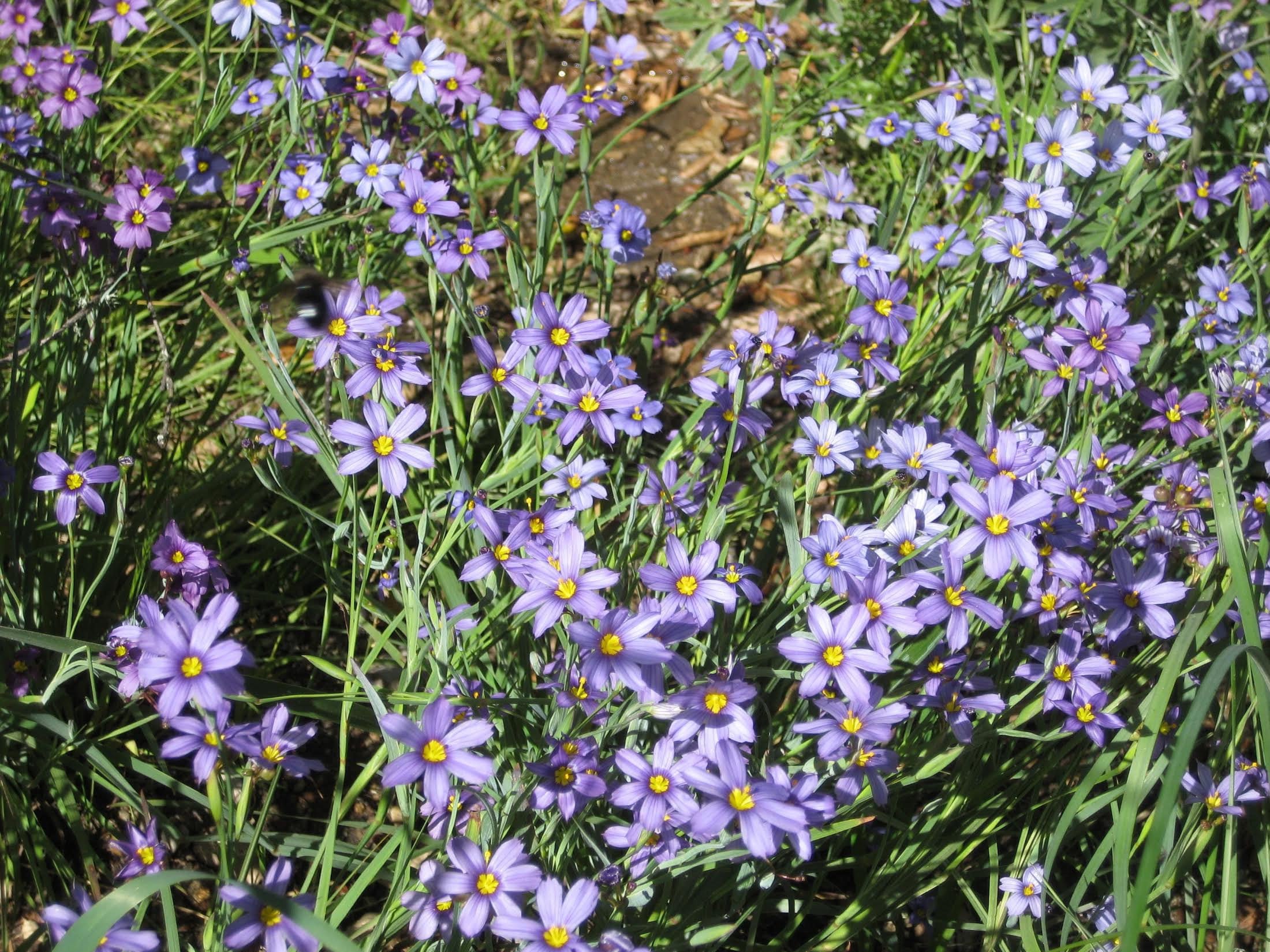 Blue Eyed Grass Seeds (sisyrinchium Bellum), California Native Seeds - Etsy