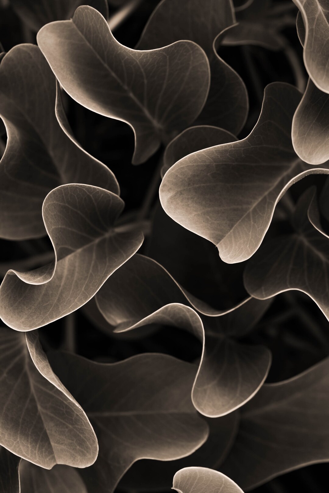 Sepia Hawaiian Flora Photo Print: Maui Nature Photography, Artist ...