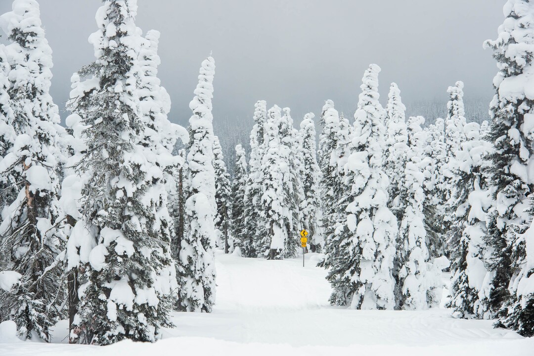 Snow Trees of Yellowstone Winter Landscape Fine Art Print, Artist ...