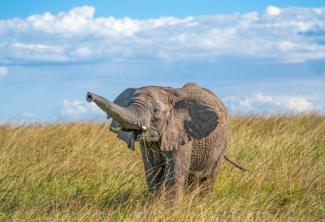 Curious Solo Elephant Fine Art Print, Artist Signed | African Safari ...