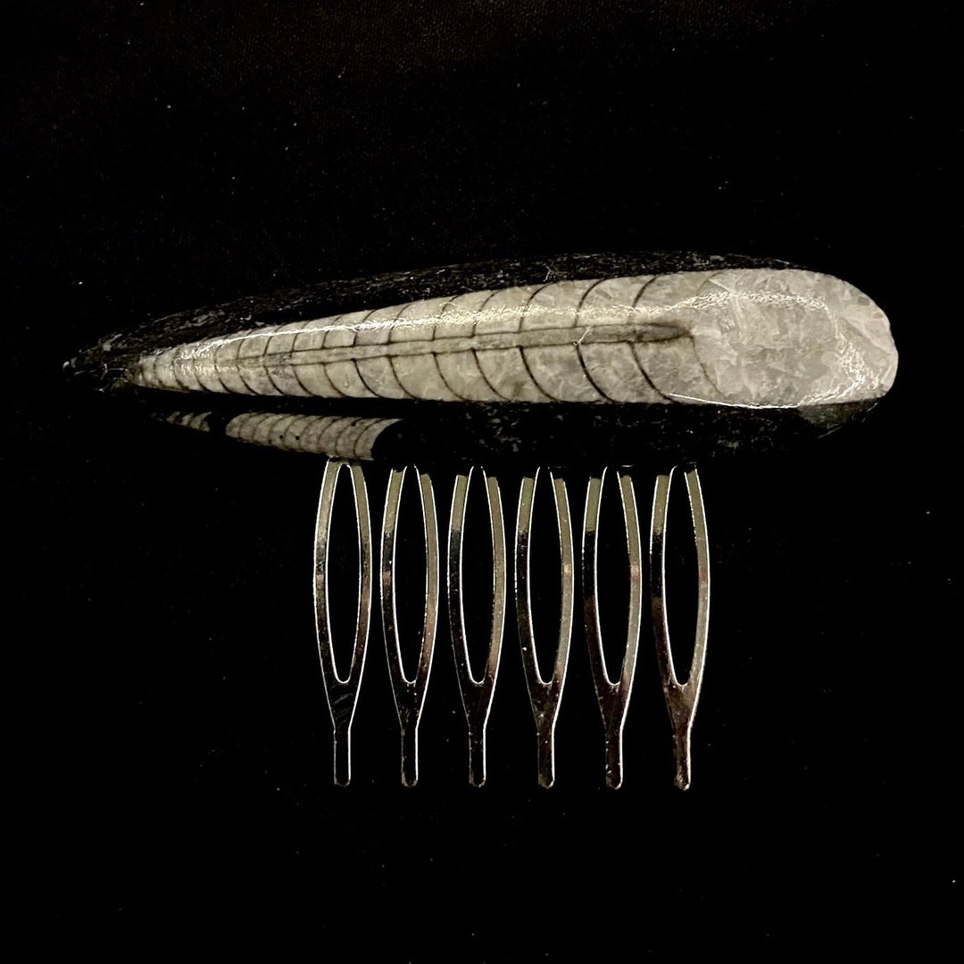Orthoceras Fossil, Black White Fossil, Silver Hair Comb, Black Hair ...