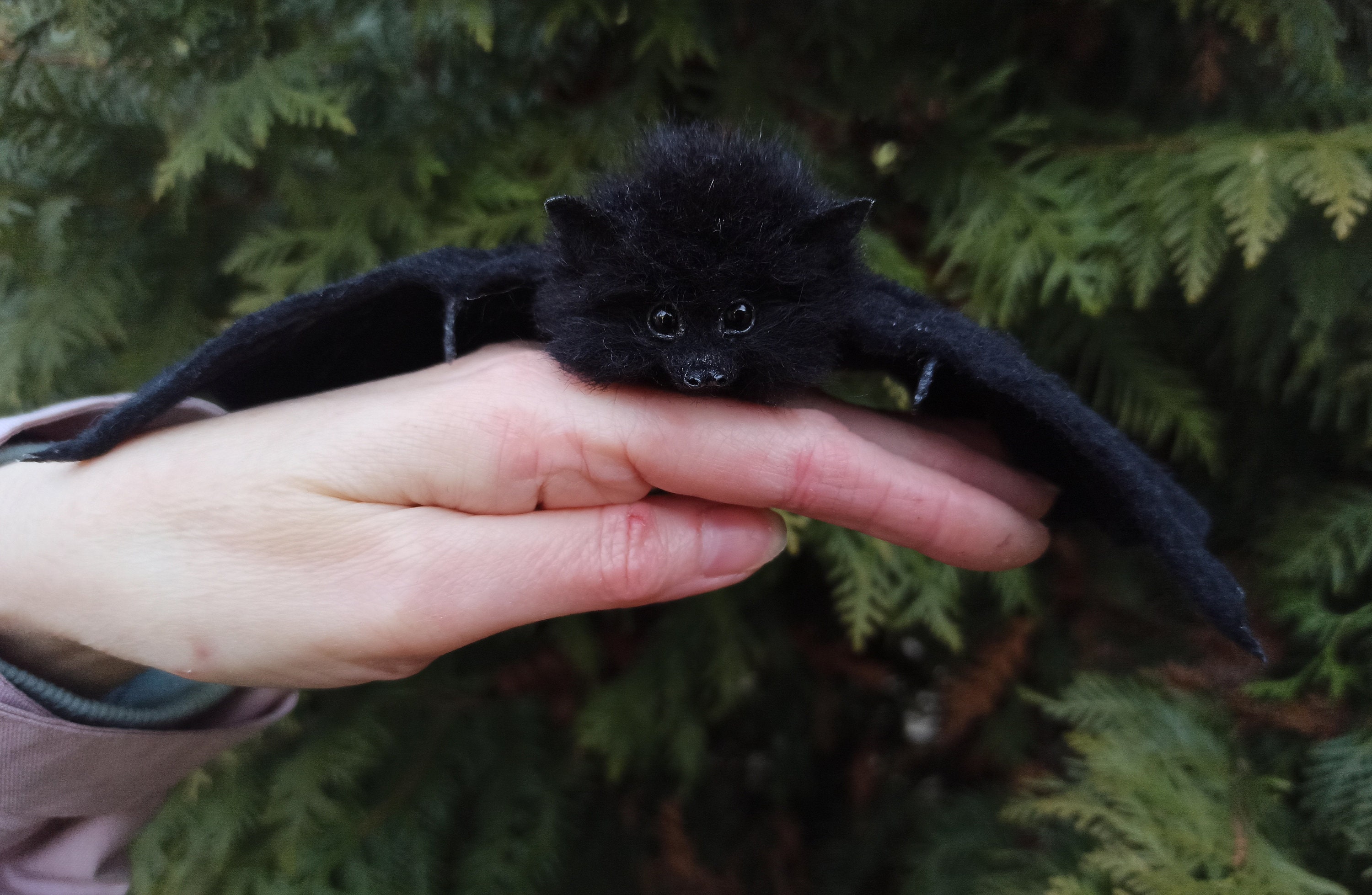 Cute Baby Black Bat