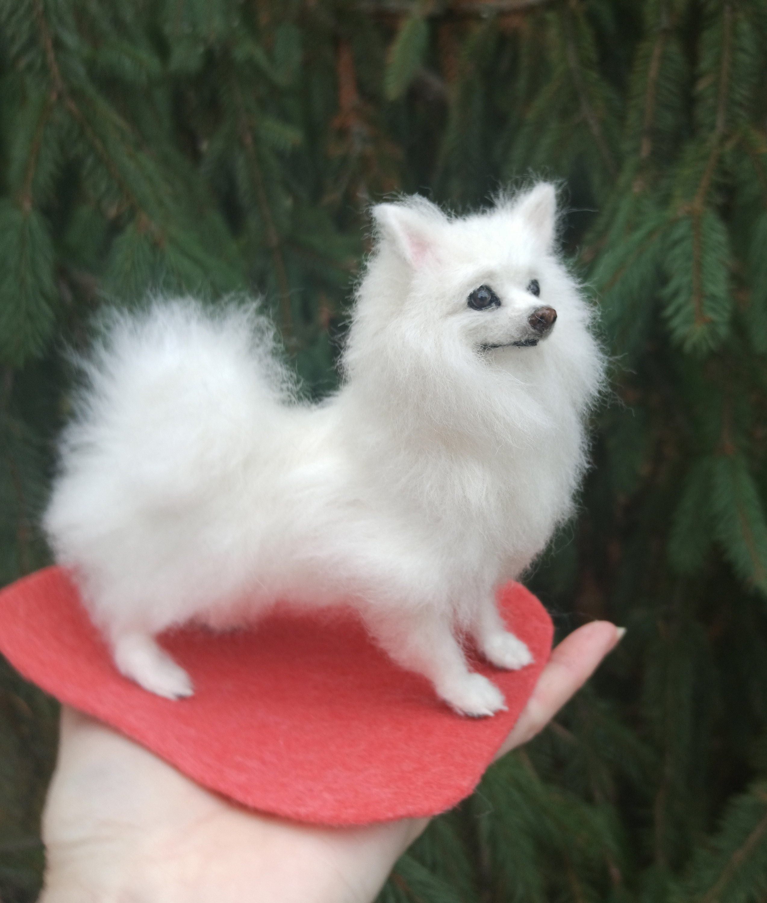 Brown Miniature American Eskimo Dog
