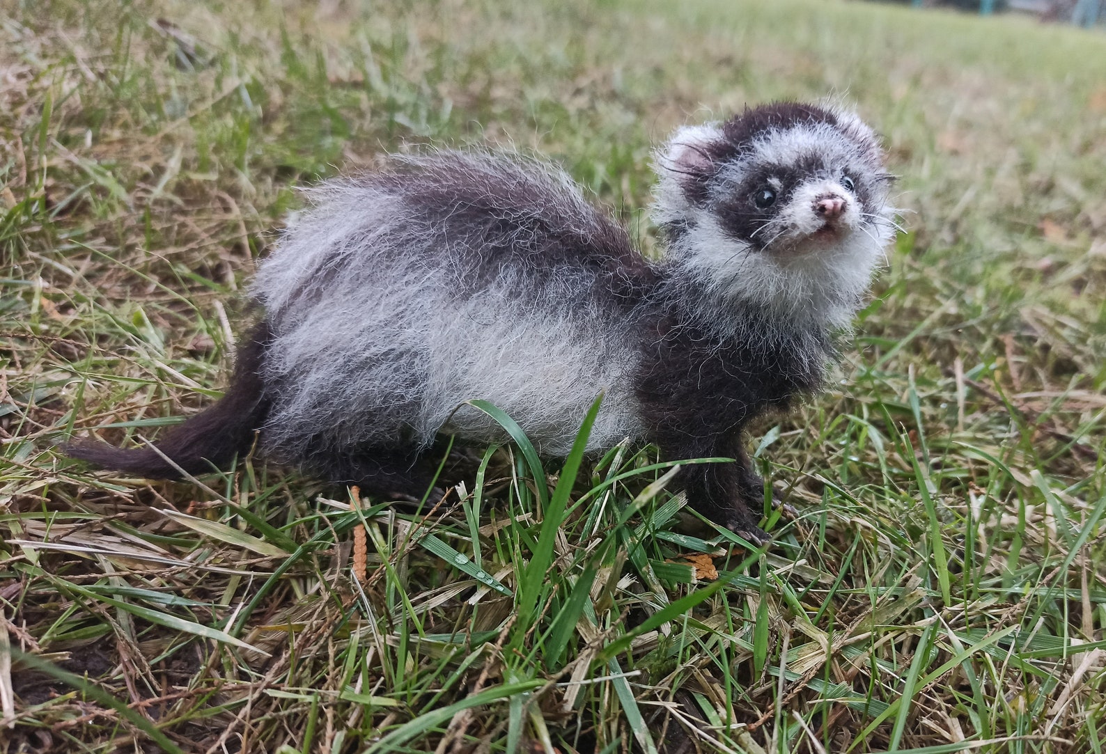 Ferret/ferret Miniature/pet | Etsy