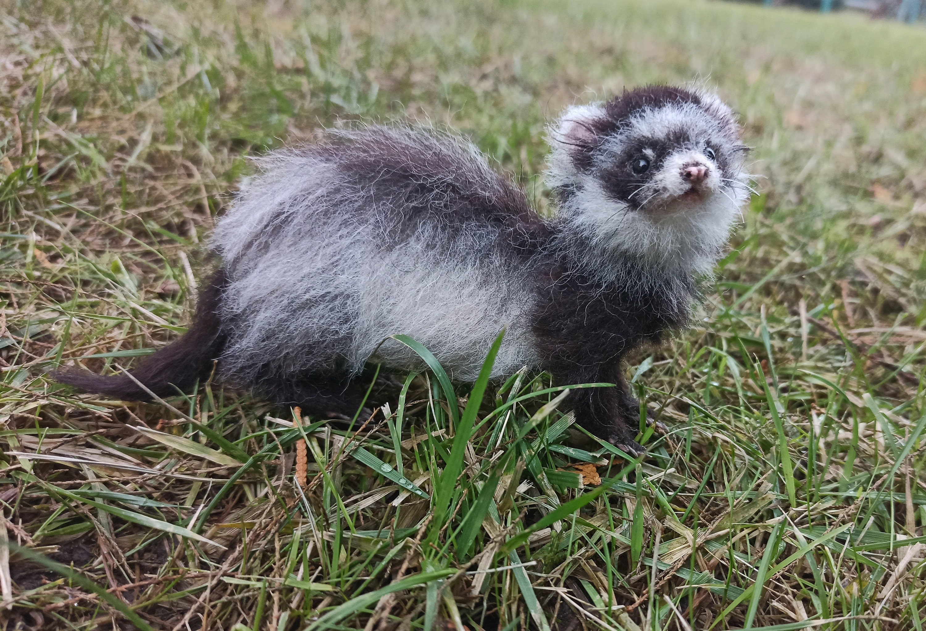 Ferret/ferret Miniature/pet - Etsy UK