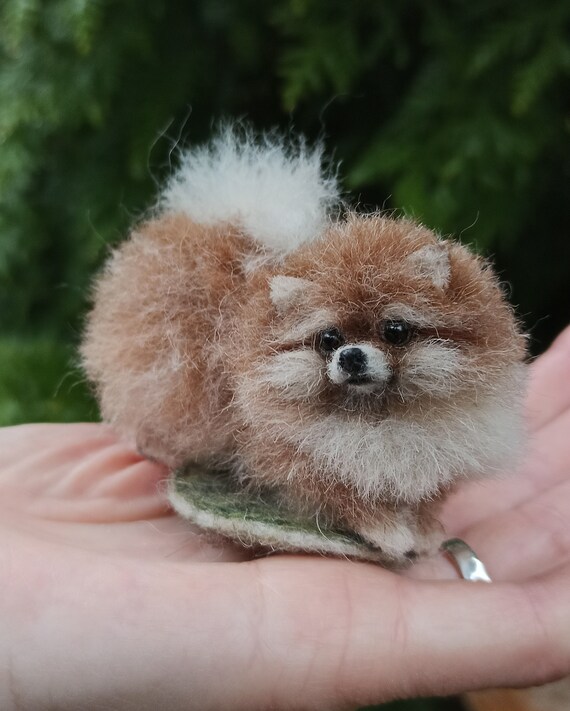 Pomeranian Miniature