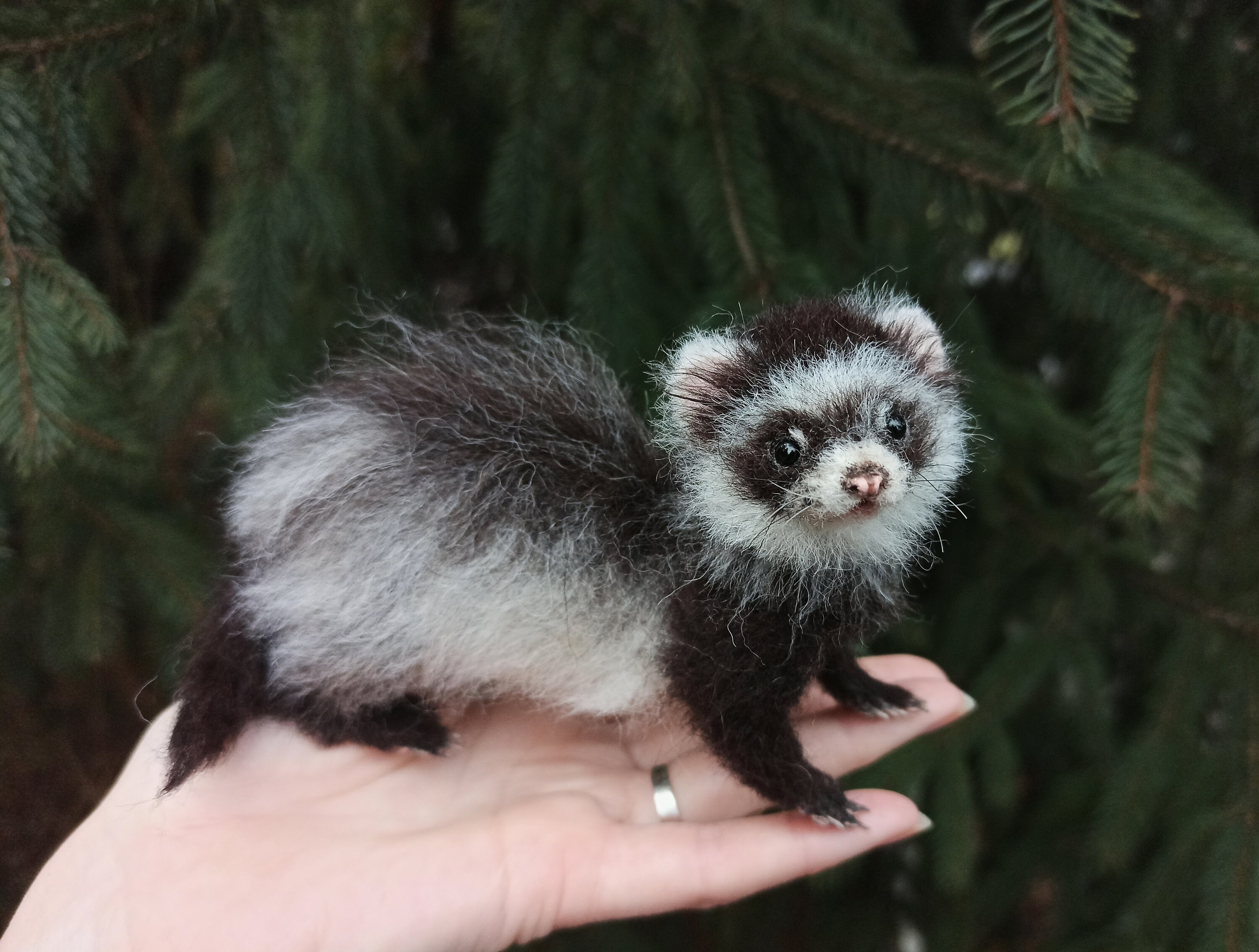 Ferret/Ferret miniature/Pet | Etsy