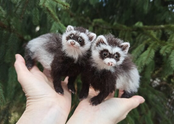 White Baby Ferrets