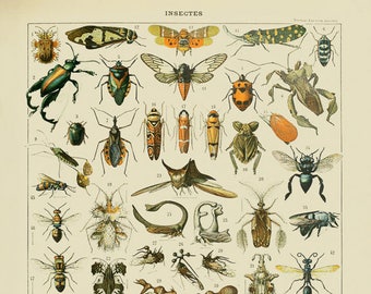 Vintage Insect | Etsy