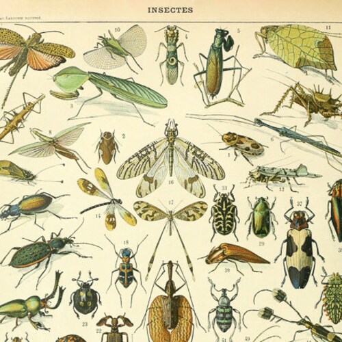 Vintage Insect Print French Insect Chart Insect Illustration - Etsy