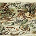 Vintage Reptile Print, Snake Poster French Biology Poster Illustration ...