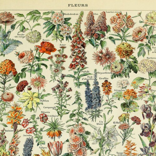 Tree Botanical Poster 1936 Vintage Botanical Art Tree Print | Etsy