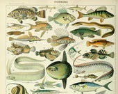 Vintage Fish Poster Fish Chart Fish Art French Bookplate | Etsy