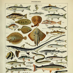 mollusks fish examples