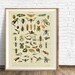 Vintage Insect Print French Insect Chart Biology Poster | Etsy