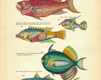 Vintage Fish Poster Fish Chart Fish Art French Bookplate | Etsy
