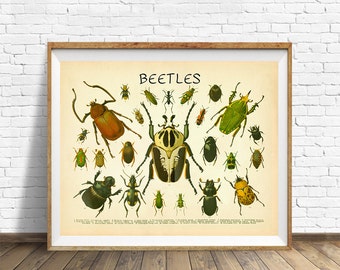 Insect chart | Etsy