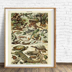 Vintage Reptile Print, Snake Poster French Biology Poster Illustration ...