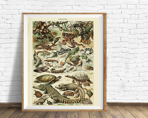 Vintage Biology Posters