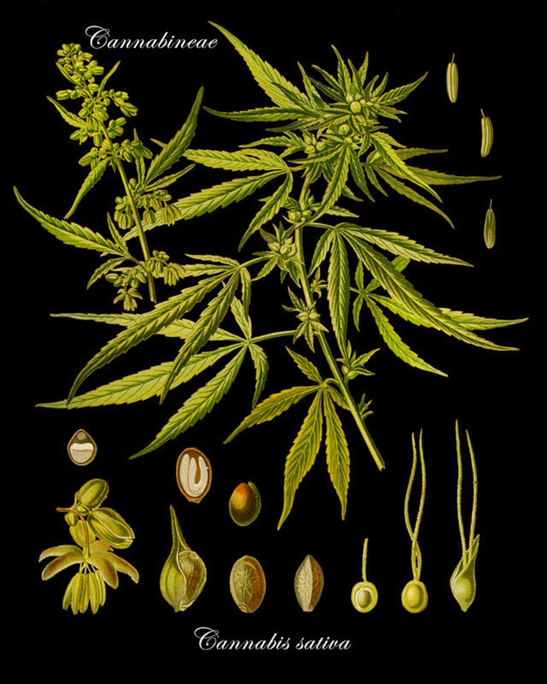 Cannabis Print, Marijuana Poster, Cannabis Botanical Print, Marijuana ...