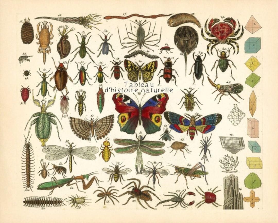 Vintage Insect Poster - French Butterfly Print - Natural History ...