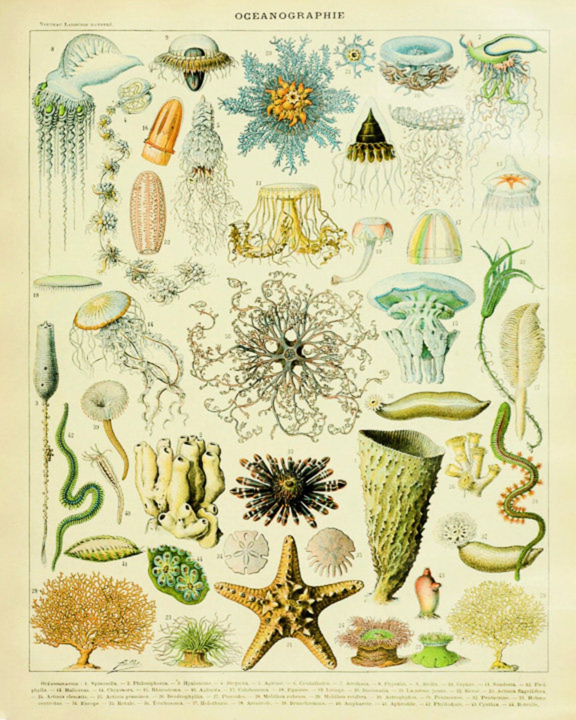 Vintage Seashell Print Seashell Poster Beach House Decor - Etsy
