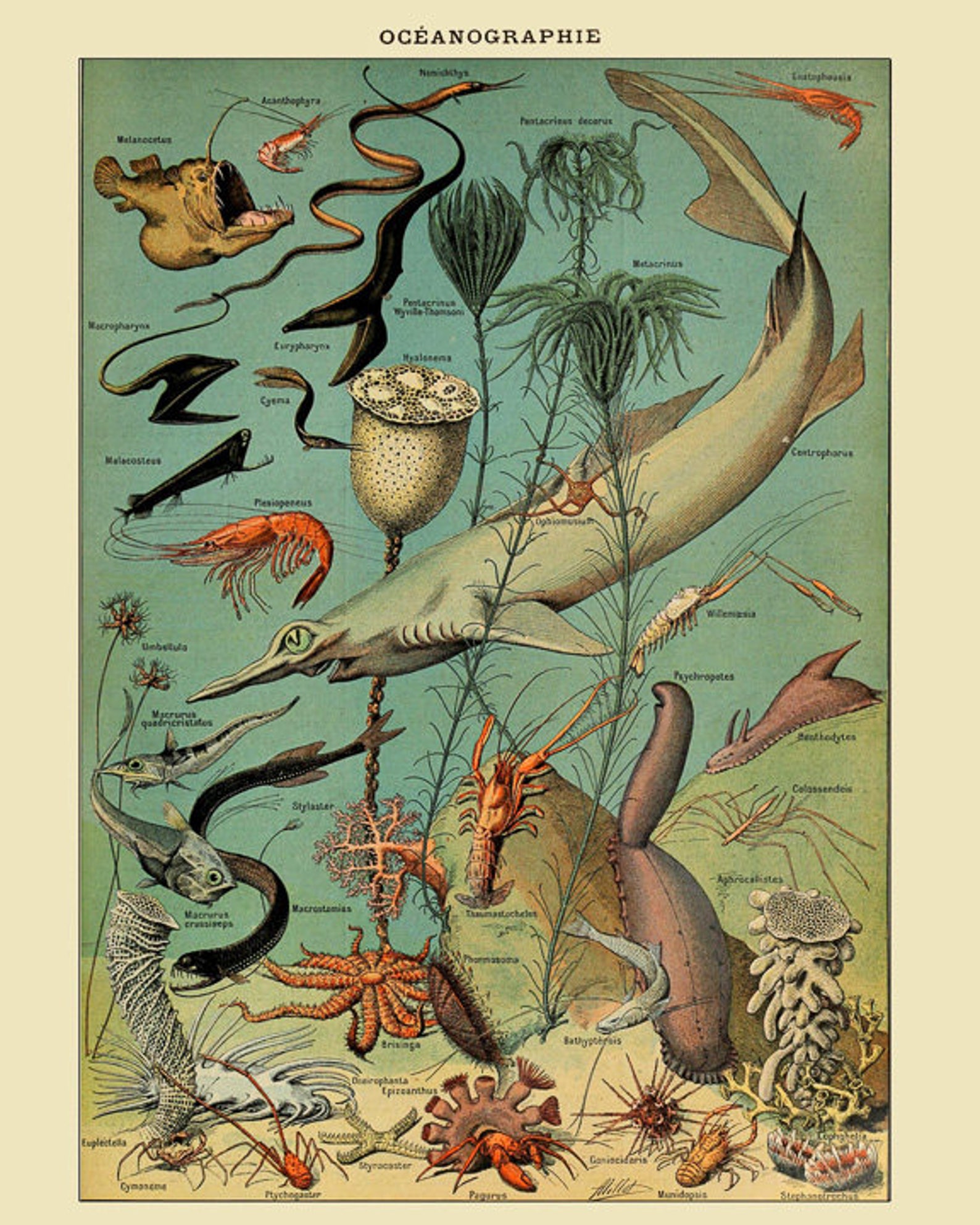 Vintage Fish Print, French Fish Chart Oceanography Print Illustration ...