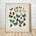 Monarch Butterfly Poster, Vintage Butterfly Print, Insect Illustration ...