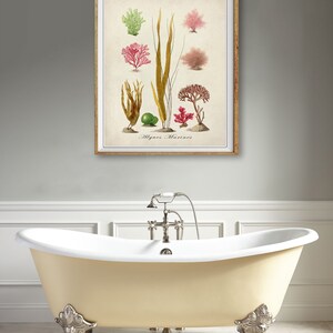 Vintage Oceanography Print, French Sea Life Poster Ocean Print Marine ...