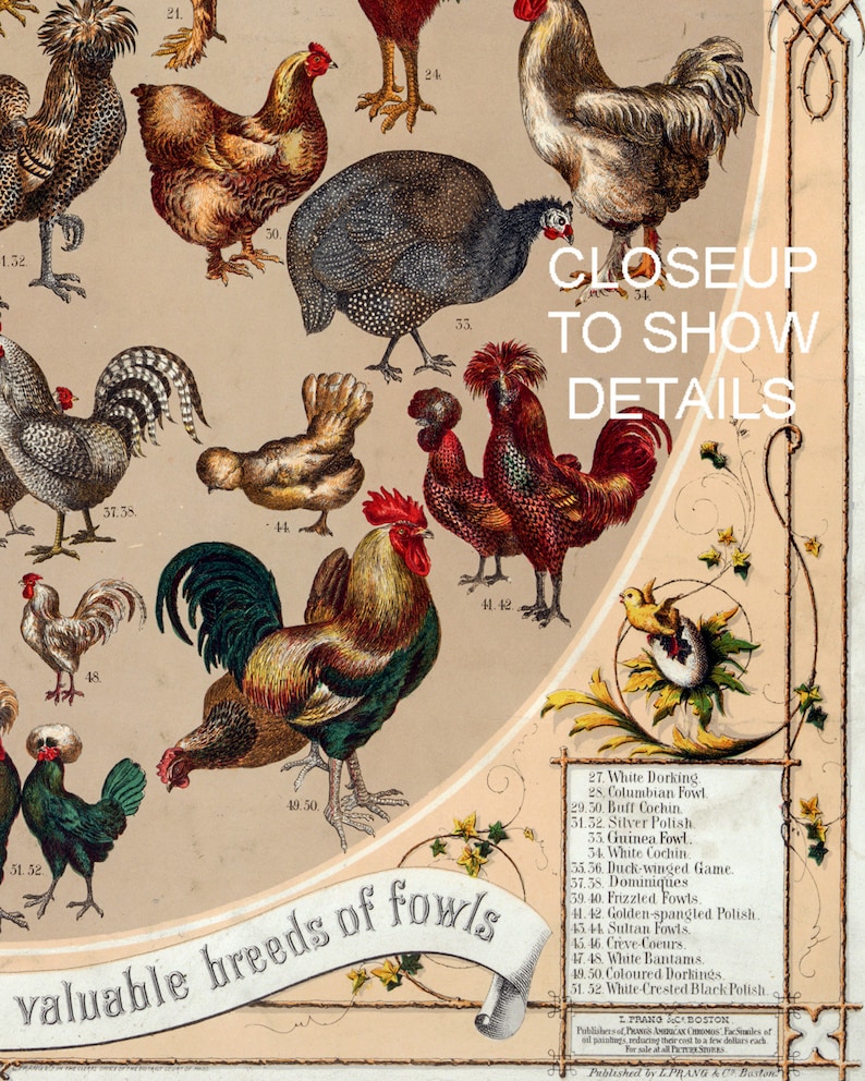 Chicken Poster Chicken Breeds Chart Print Vintage Poultry | Etsy