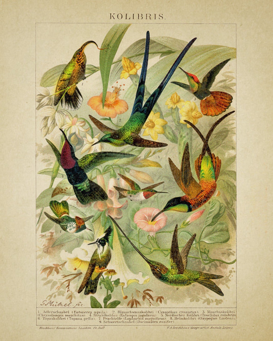 Vintage Bird Poster, Antique Hummingbird Print, Hummingbird ...