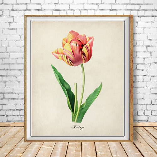 Tulip Flower Art Print Botanical Art Print Flower Wall Art - Etsy