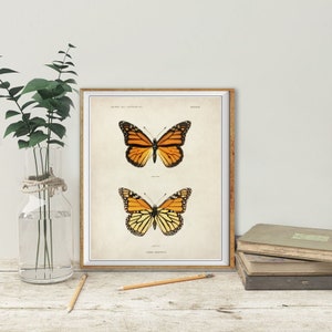 Vintage Butterfly Print, Monarch Butterfly Poster Insect Illustration ...