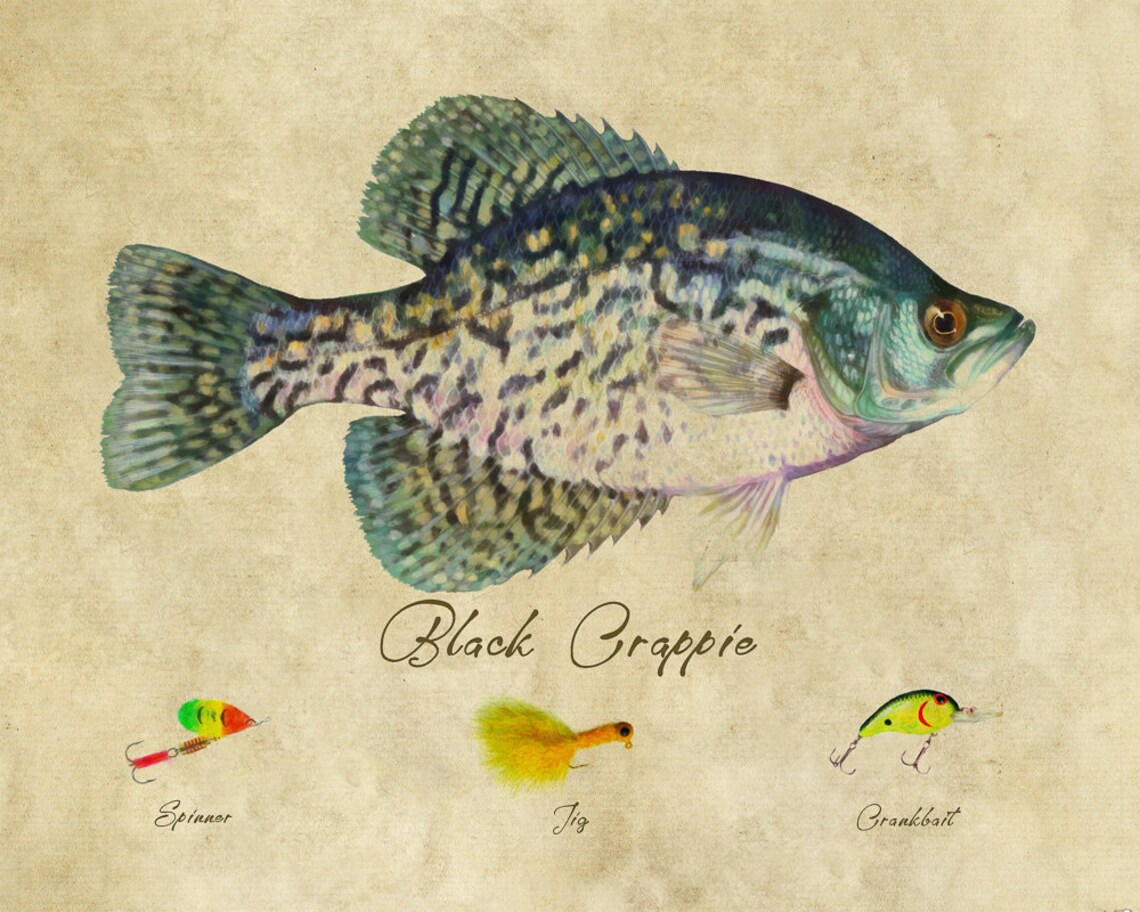 Fish Print Set of 3 Muskie Print Muskellunge Walleye Print | Etsy