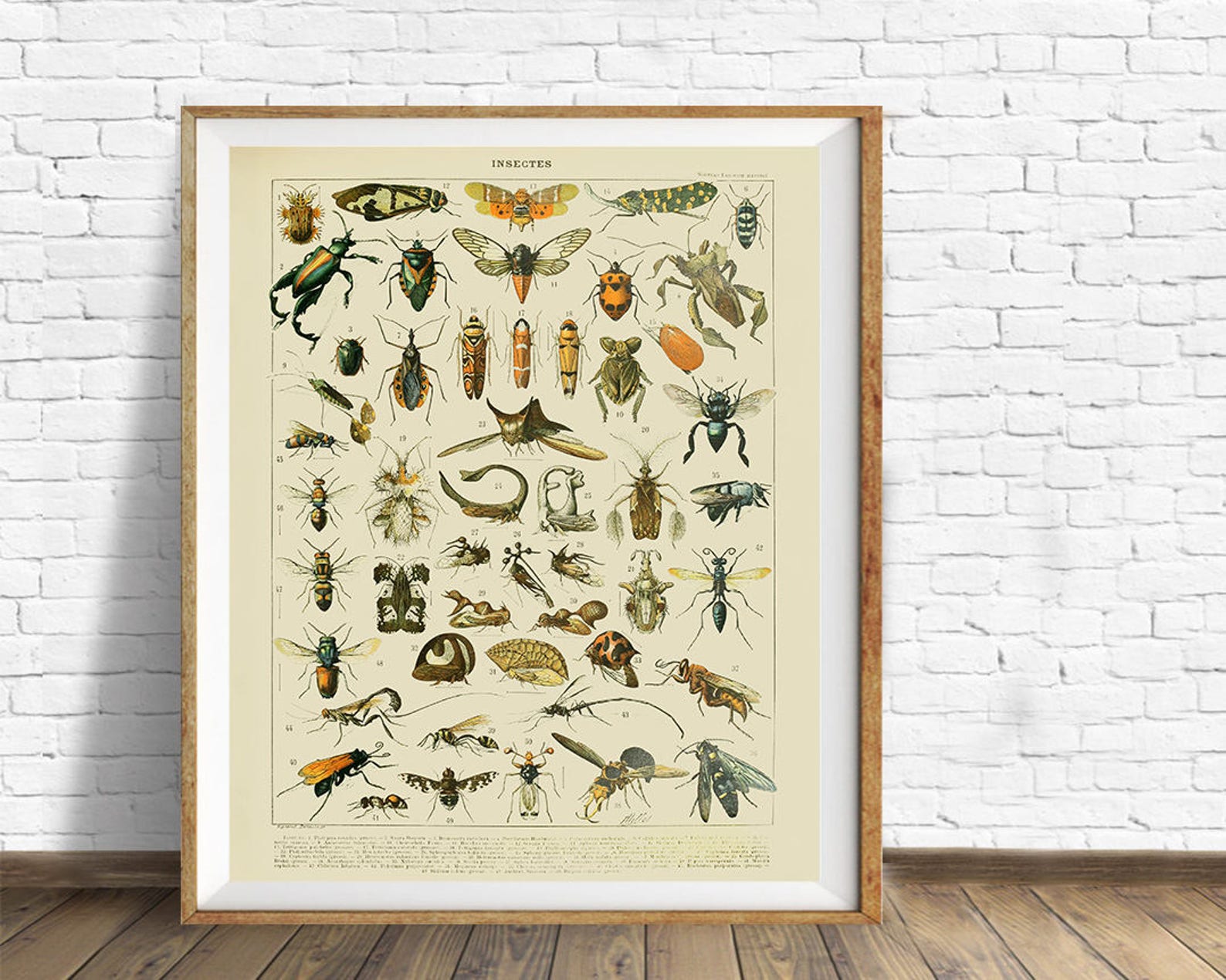 Vintage Insect Print French Insect Chart Biology Poster | Etsy