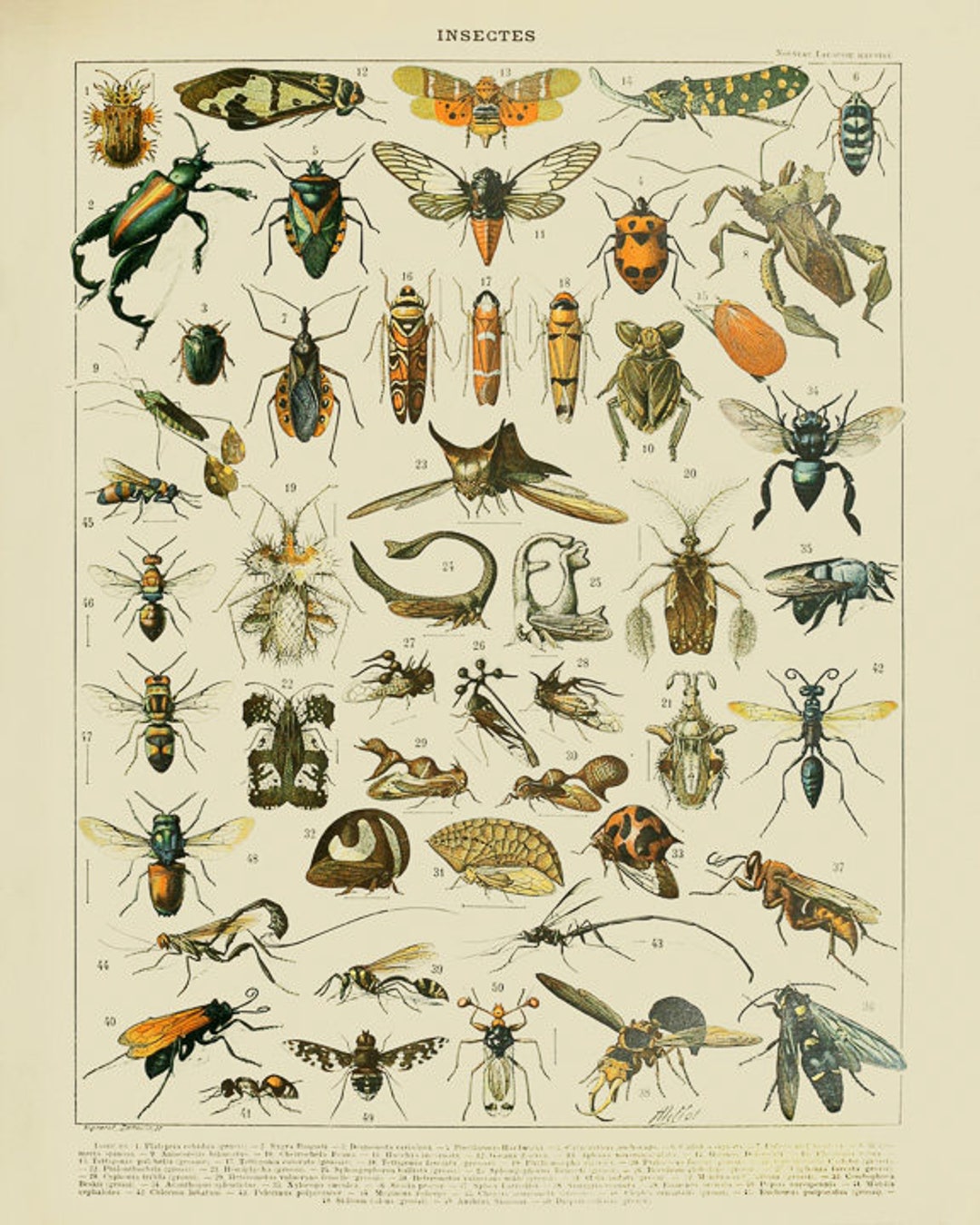 Vintage Insect Print, French Insect Chart Biology Poster Insect ...