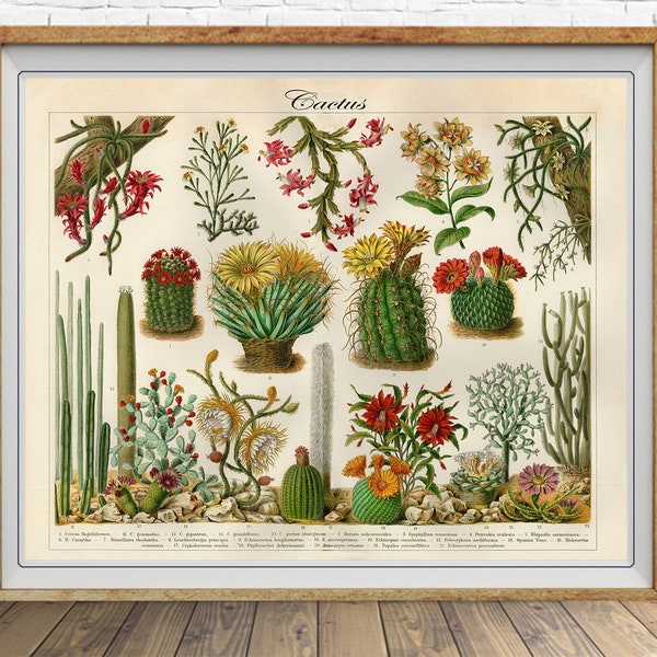Cactus Poster - Etsy