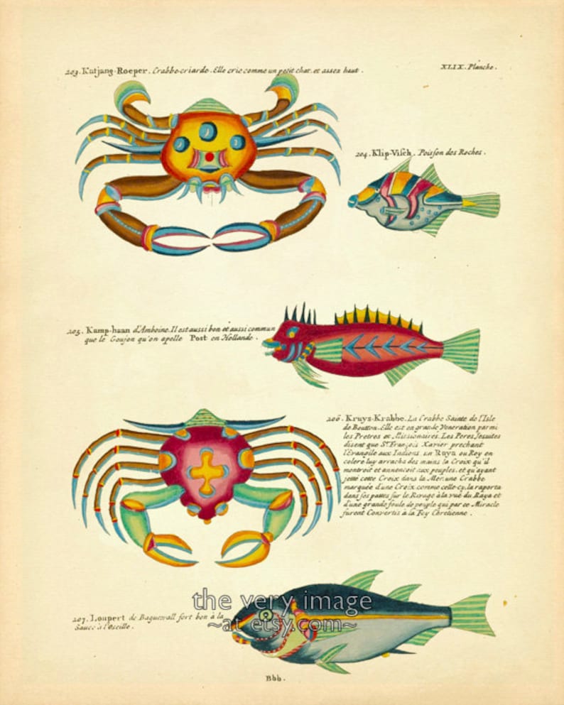 Vintage Fish Print Set of 6 Colorful Fish Art French - Etsy