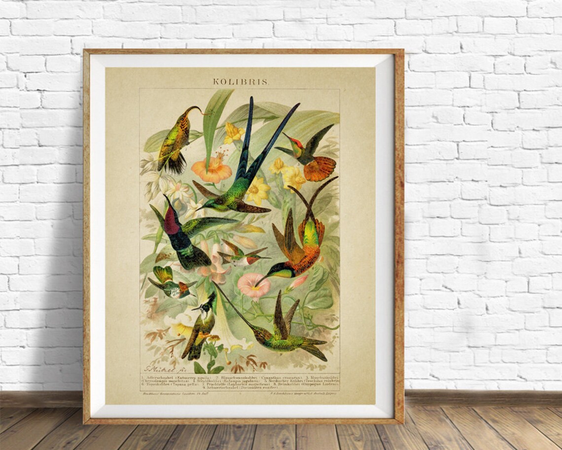 Vintage Bird Poster, Antique Hummingbird Print, Hummingbird ...